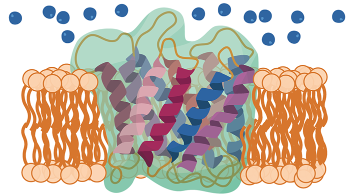 Examples of diffusive processes | Claudia Flandoli